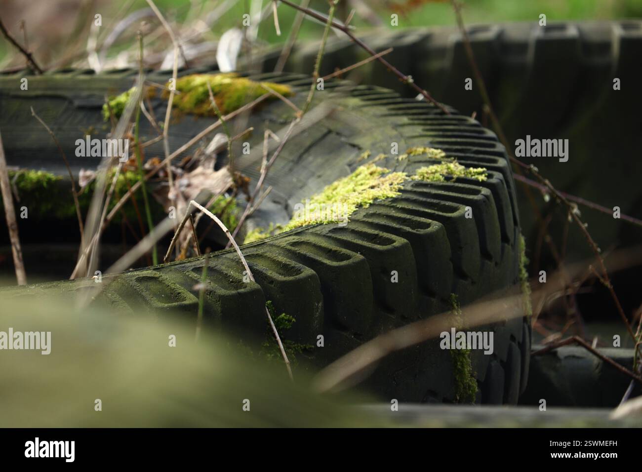 rubber in the forest covered with moss Stock Photo - Alamy