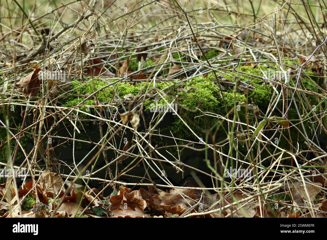rubber in the forest covered with moss Stock Photo - Alamy