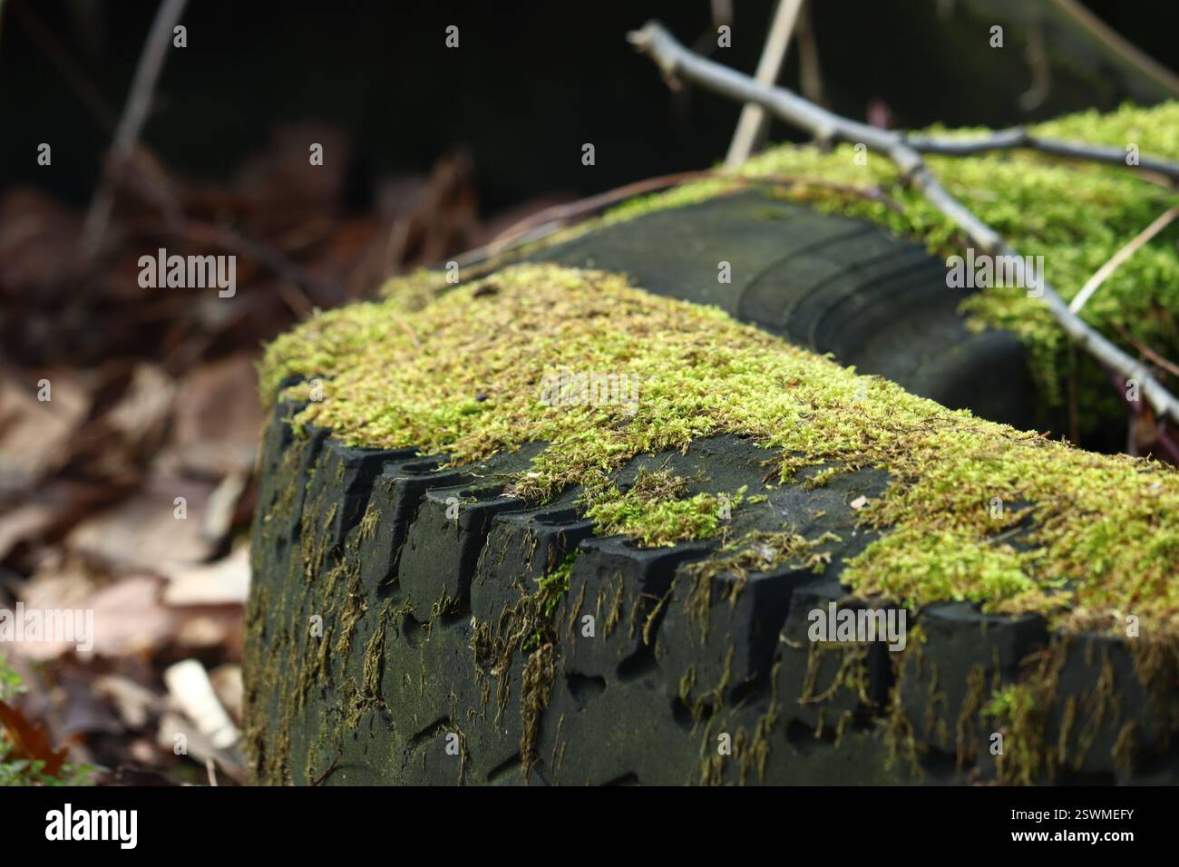 rubber in the forest covered with moss Stock Photo - Alamy