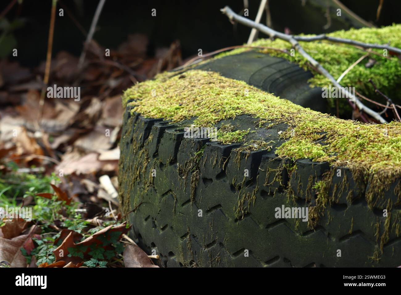 rubber in the forest covered with moss Stock Photo - Alamy