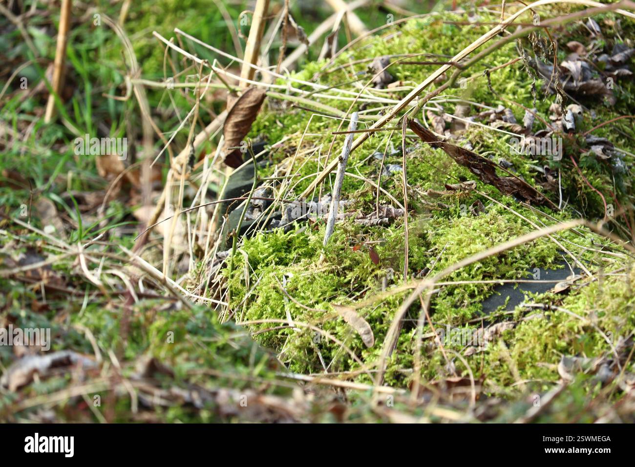 rubber in the forest covered with moss Stock Photo - Alamy