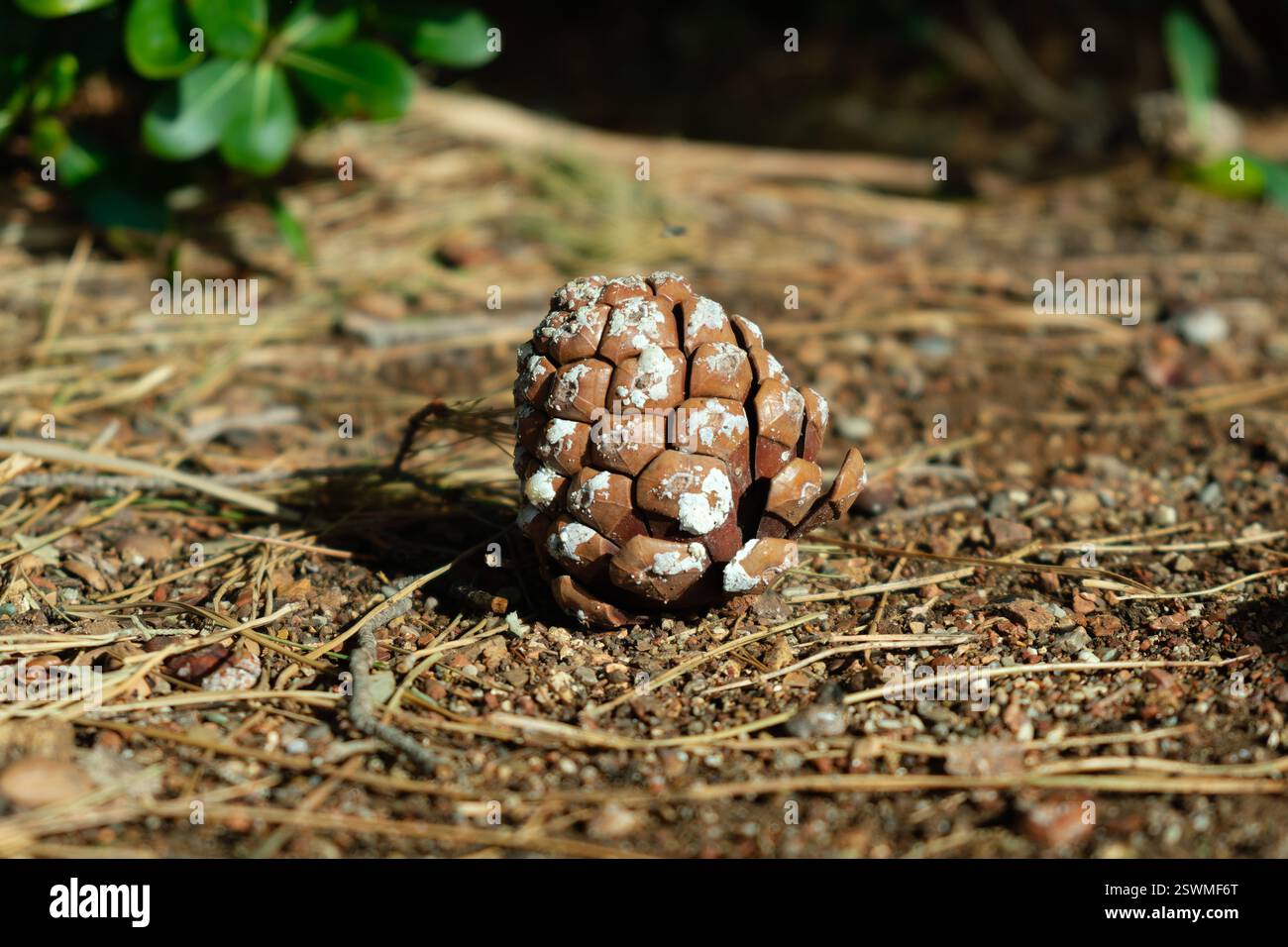 Woodland scene pine cones hi-res stock photography and images - Alamy