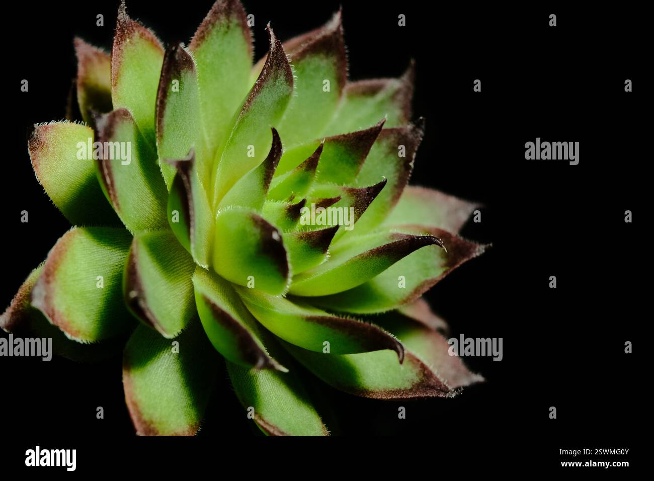 Close up, side view of Sempervivum Tectorum Var Calcareum Fire Dragon ...