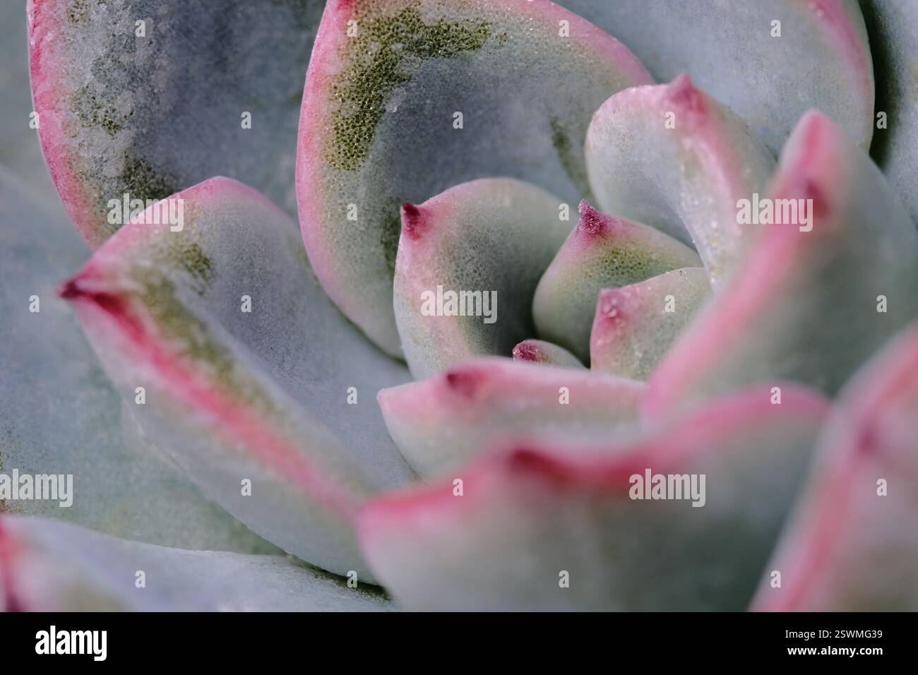 Close up Echeveria Pink line succulent plant, beautiful flower blue grey color. Image photo ...