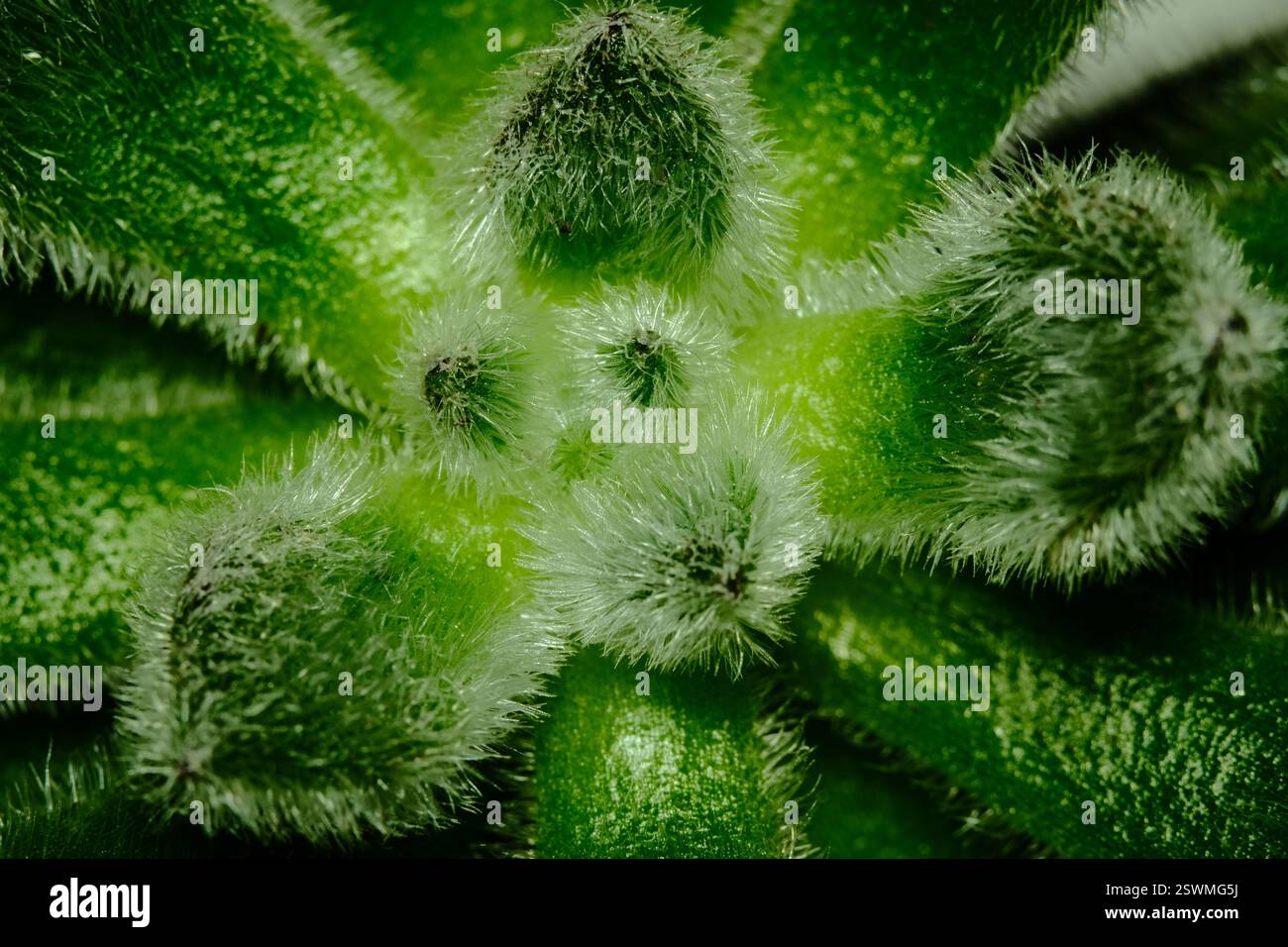 Echeveria setosa hi-res stock photography and images - Alamy