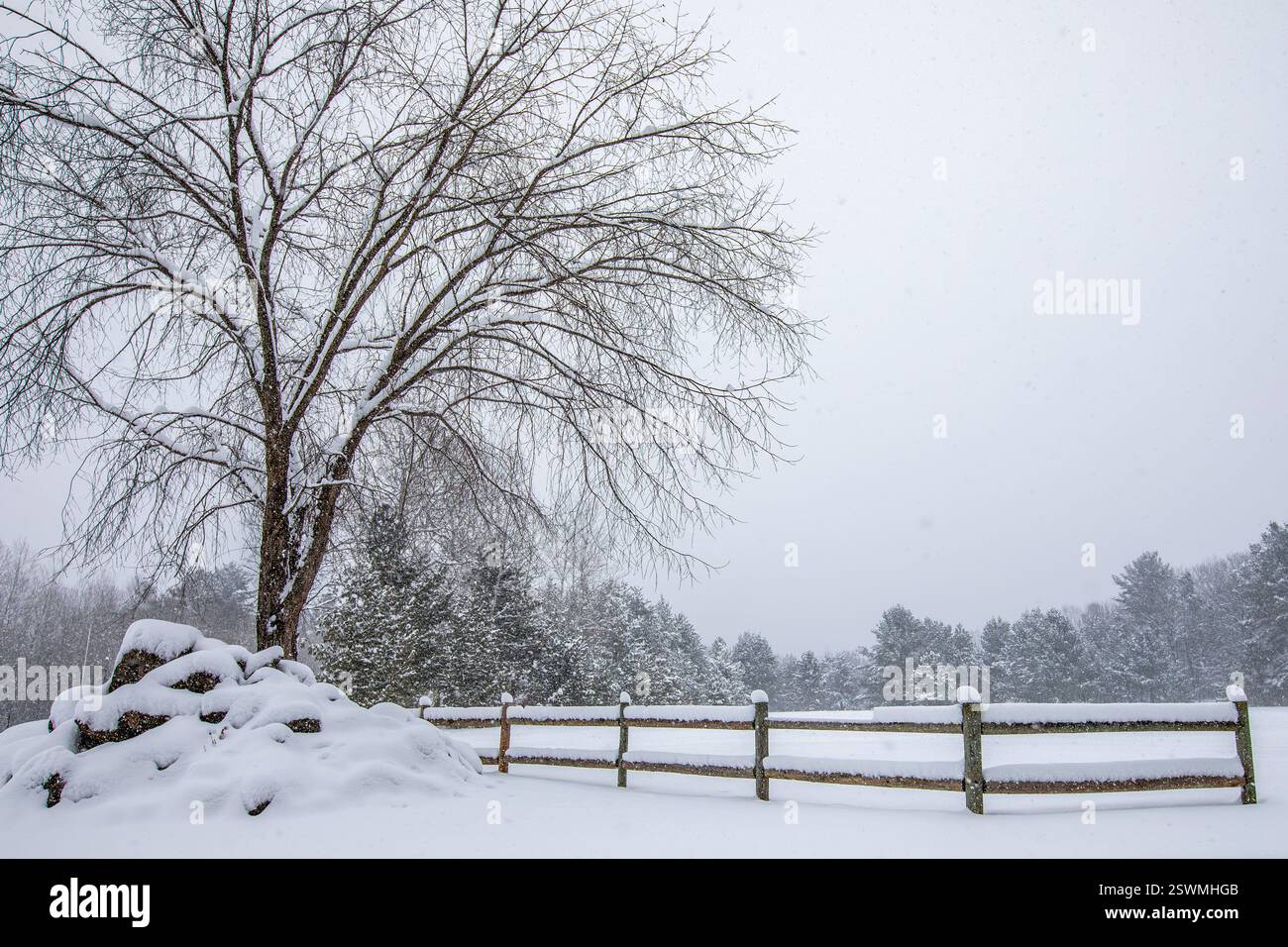 Wisconsin forest and fence covered with snow in a February snowstorm ...
