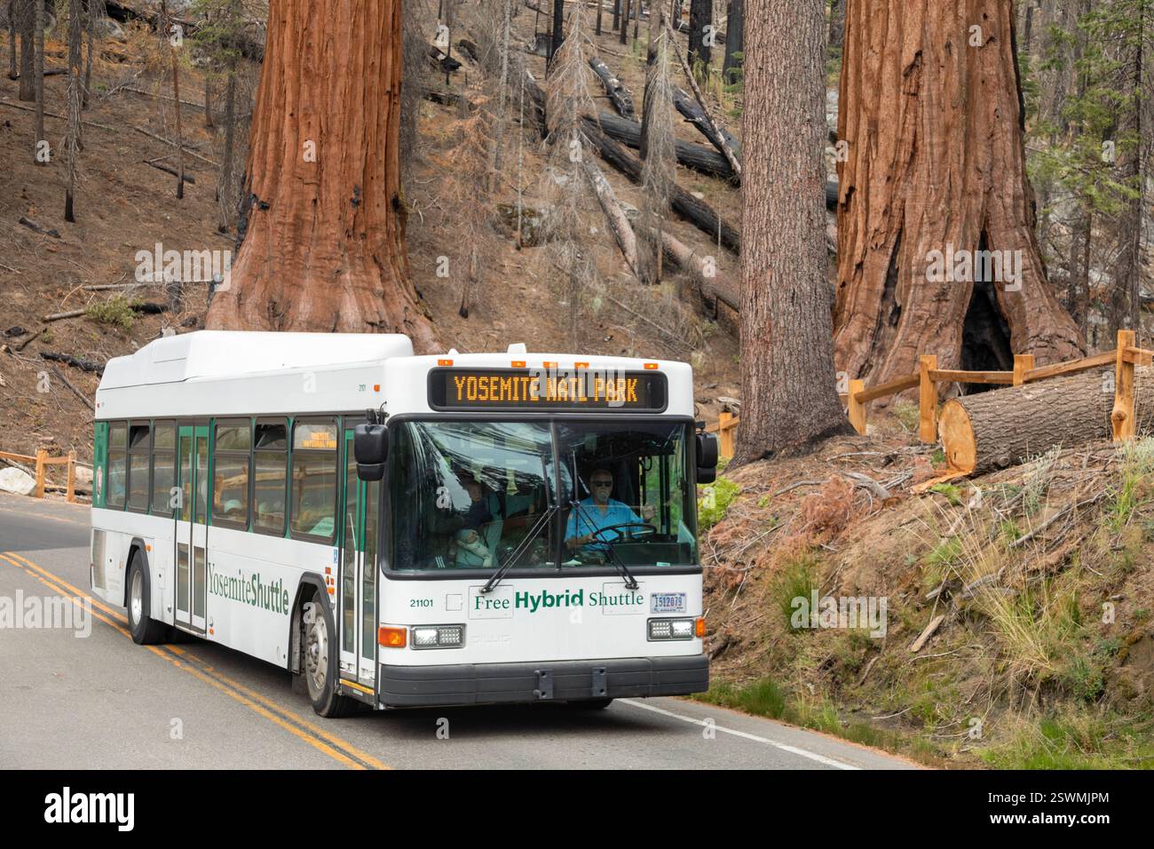 Yosemite National Park, California - The Mariposa Grove of Giant ...