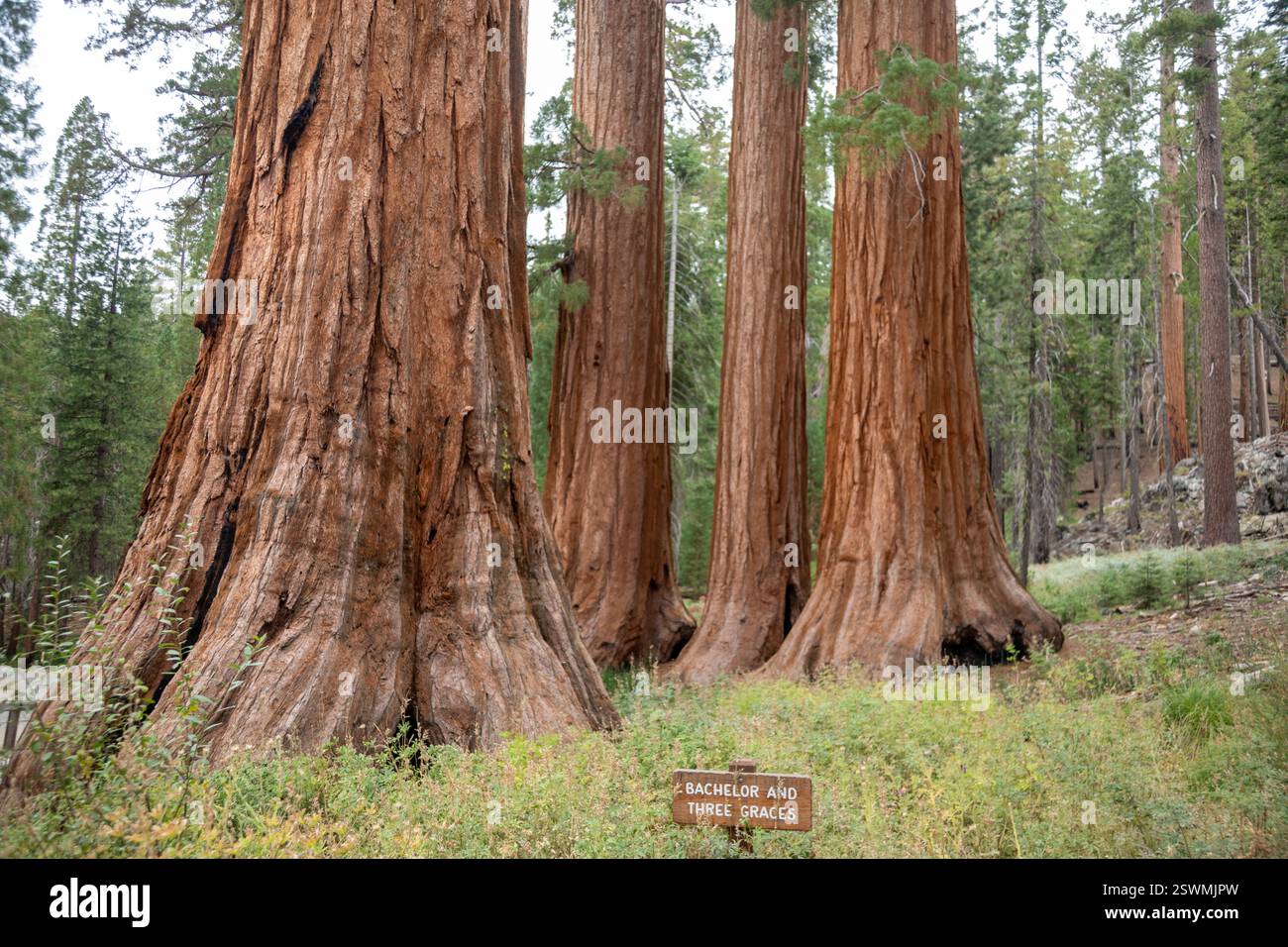 Yosemite National Park, California - Trees named the Bachelor and Three ...