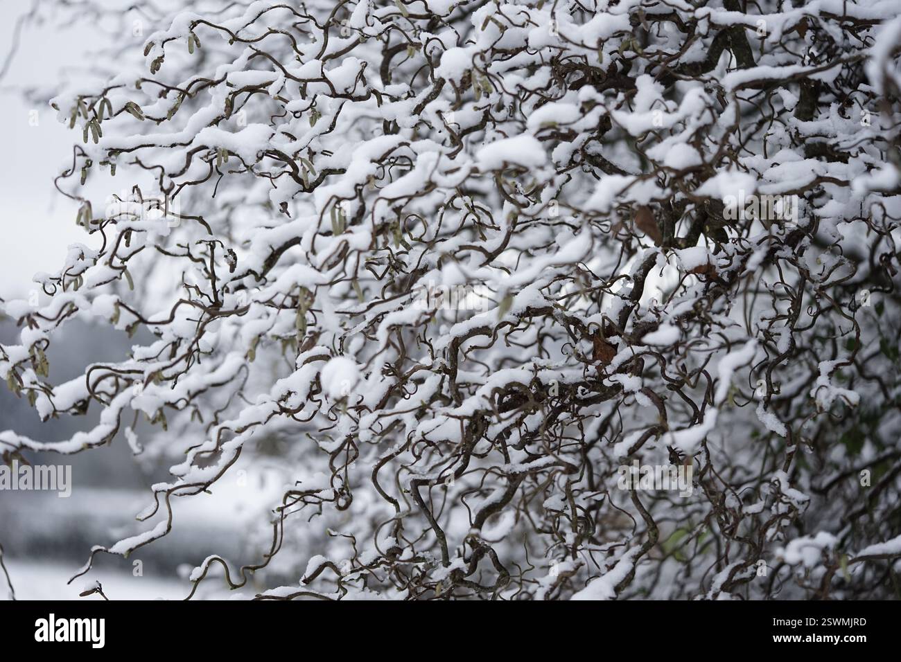 Corkscrew hazel tree (Corylus avellana 'contorta') in snowy garden ...