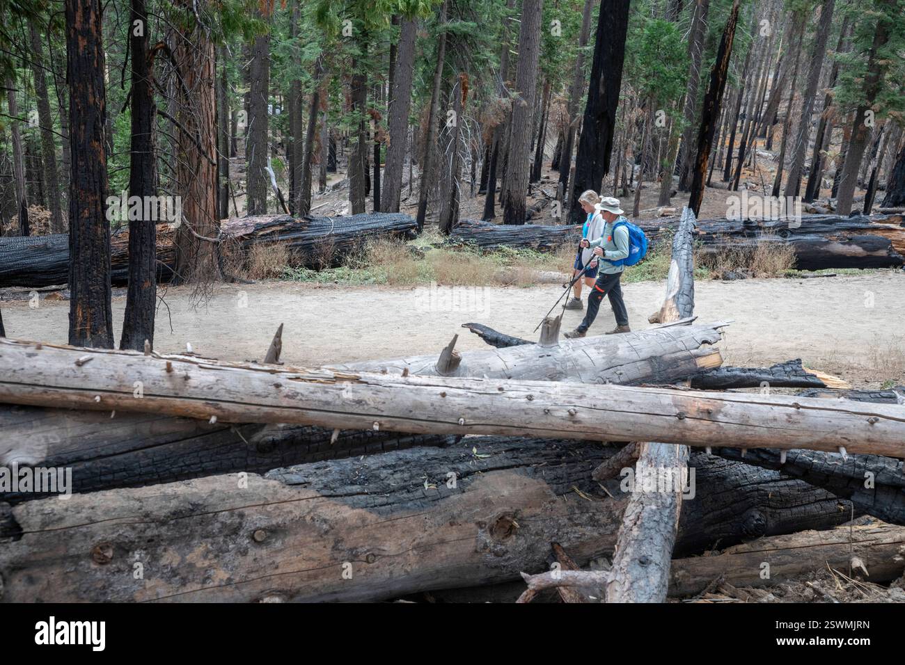 Yosemite National Park, California - Hikers walk past trees burned in ...
