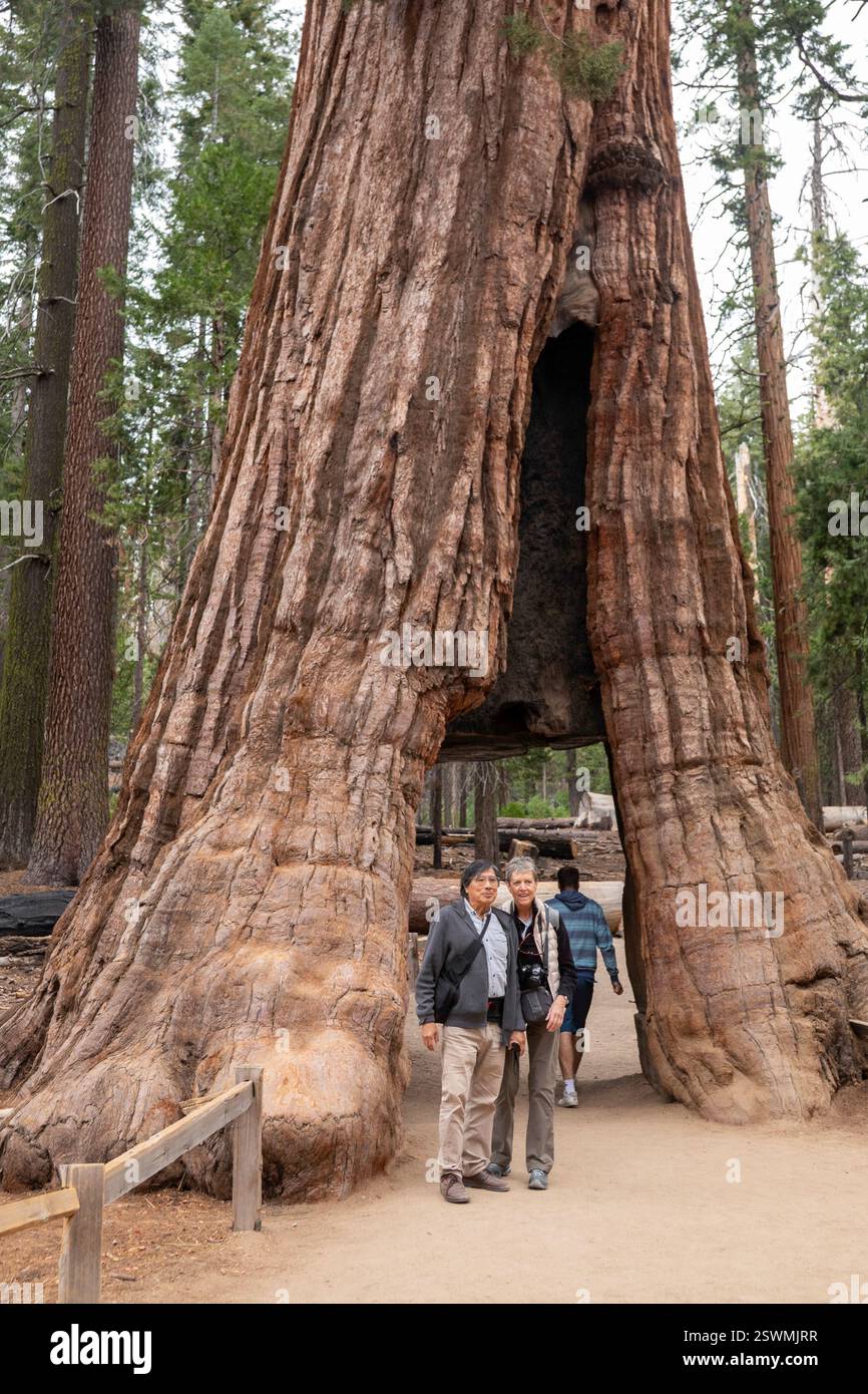 Yosemite National Park, California - The Mariposa Grove of Giant ...