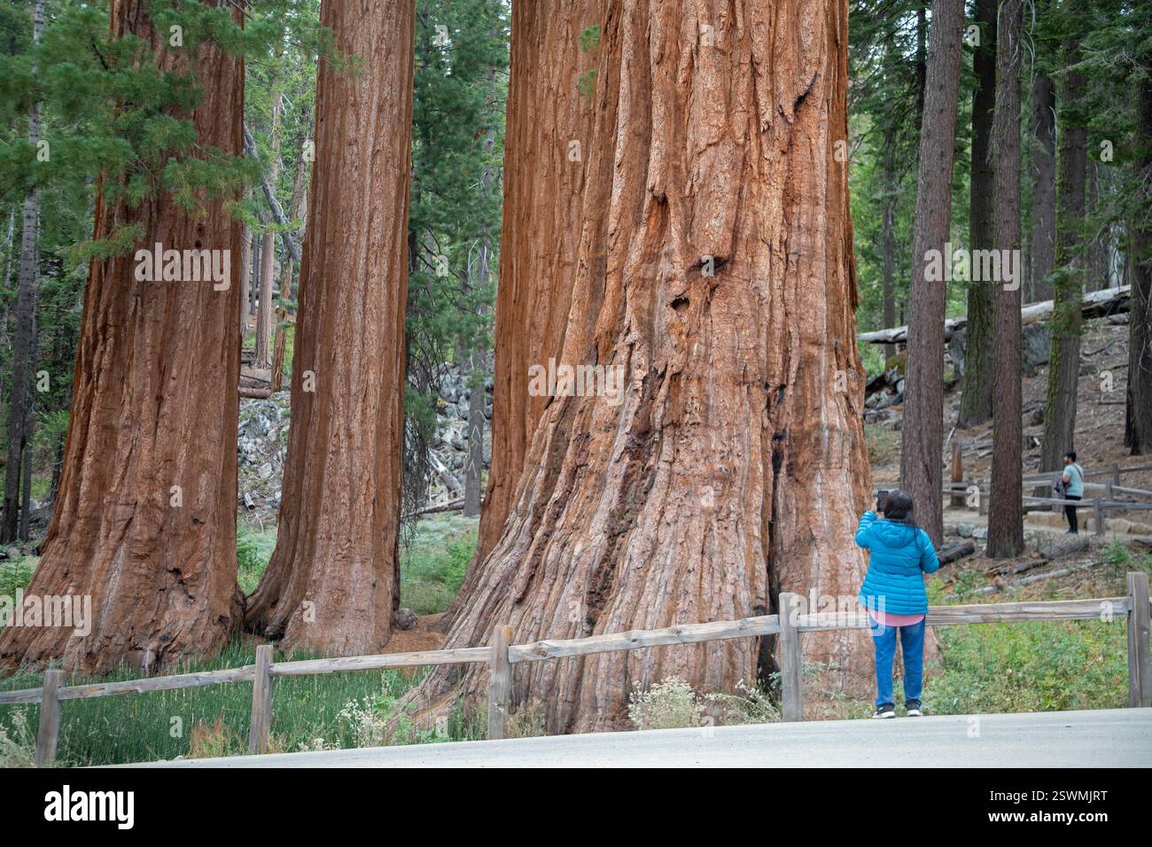 Yosemite National Park, California - The Mariposa Grove of Giant Sequoias (Sequoiadendron ...