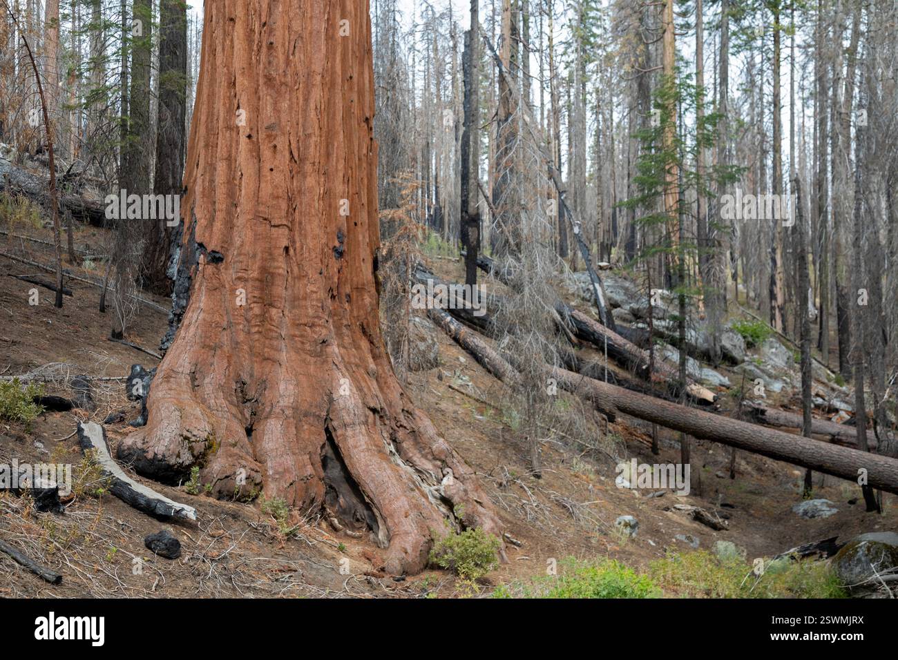 Yosemite National Park, California - The Mariposa Grove of Giant ...