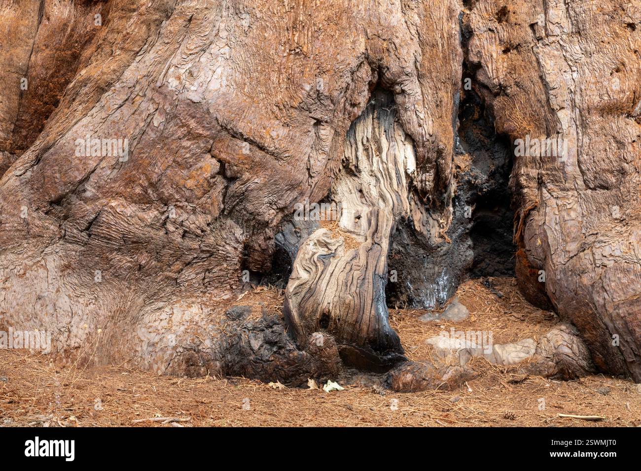 Yosemite National Park, California - The base of a giant sequoia in the ...