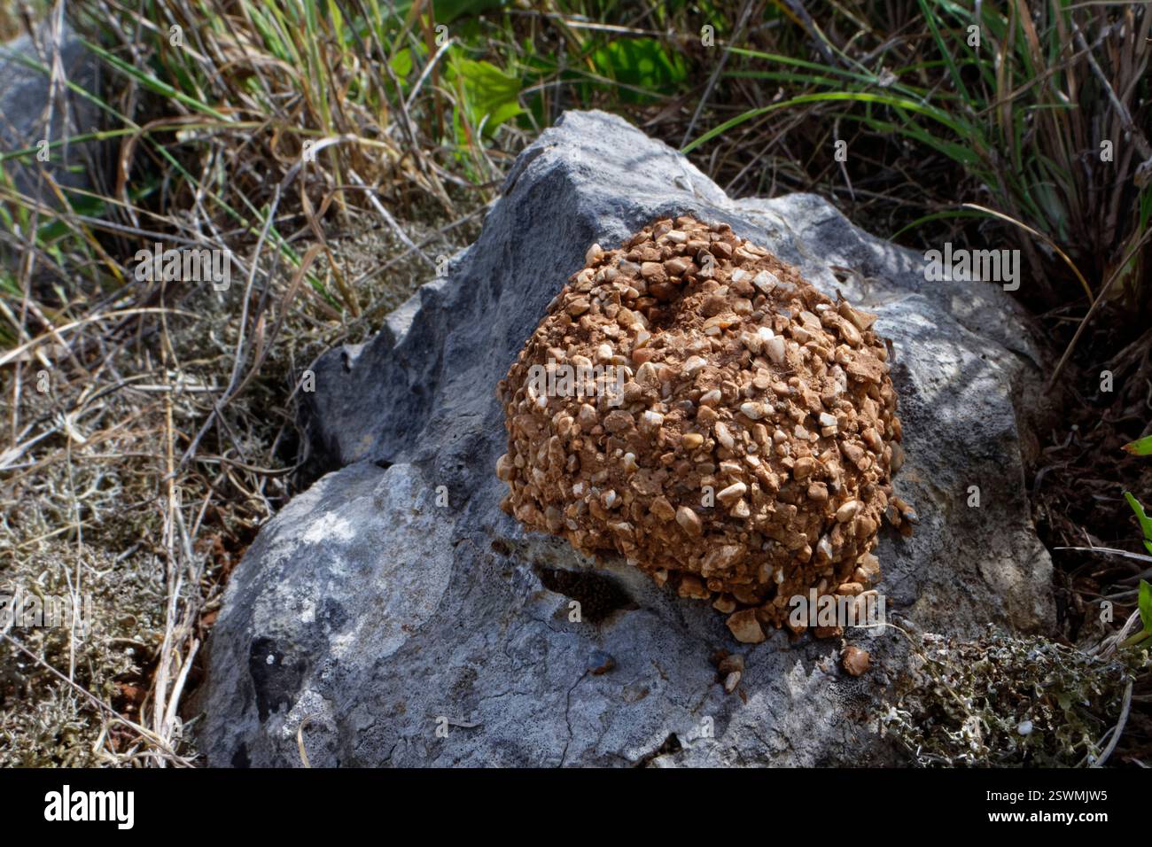 Black mud bee / Wall bee (Megachile parietina) nest with active, open ...