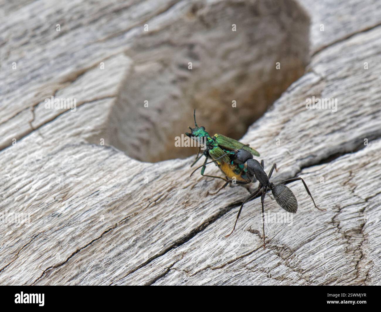 Hairy carpenter ant (Camponotus vagus) worker bringing Flower beetle ...