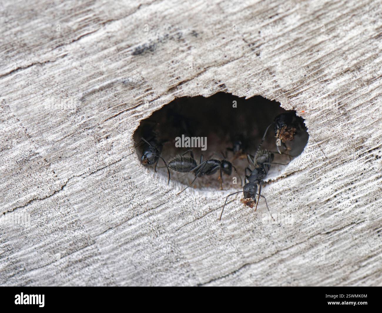 Hairy carpenter ant (Camponotus vagus) worker dropping a ball of frass ...