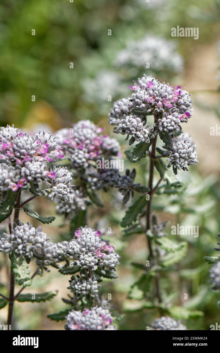 Felty germander / Cat-thyme (Teucrium capitatum) clump flowering on ...