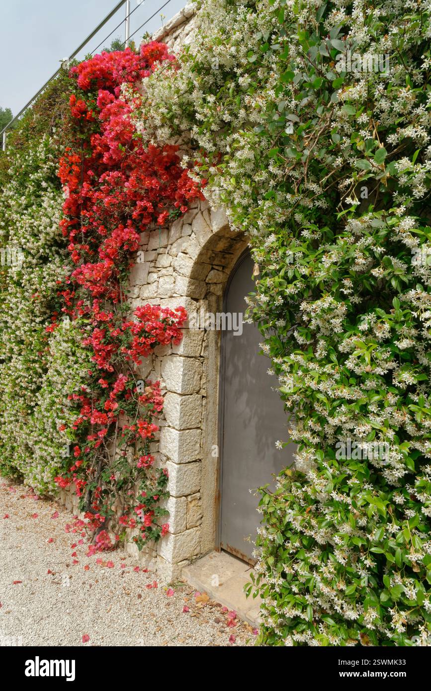 Flowering plants of corfu hi-res stock photography and images - Alamy