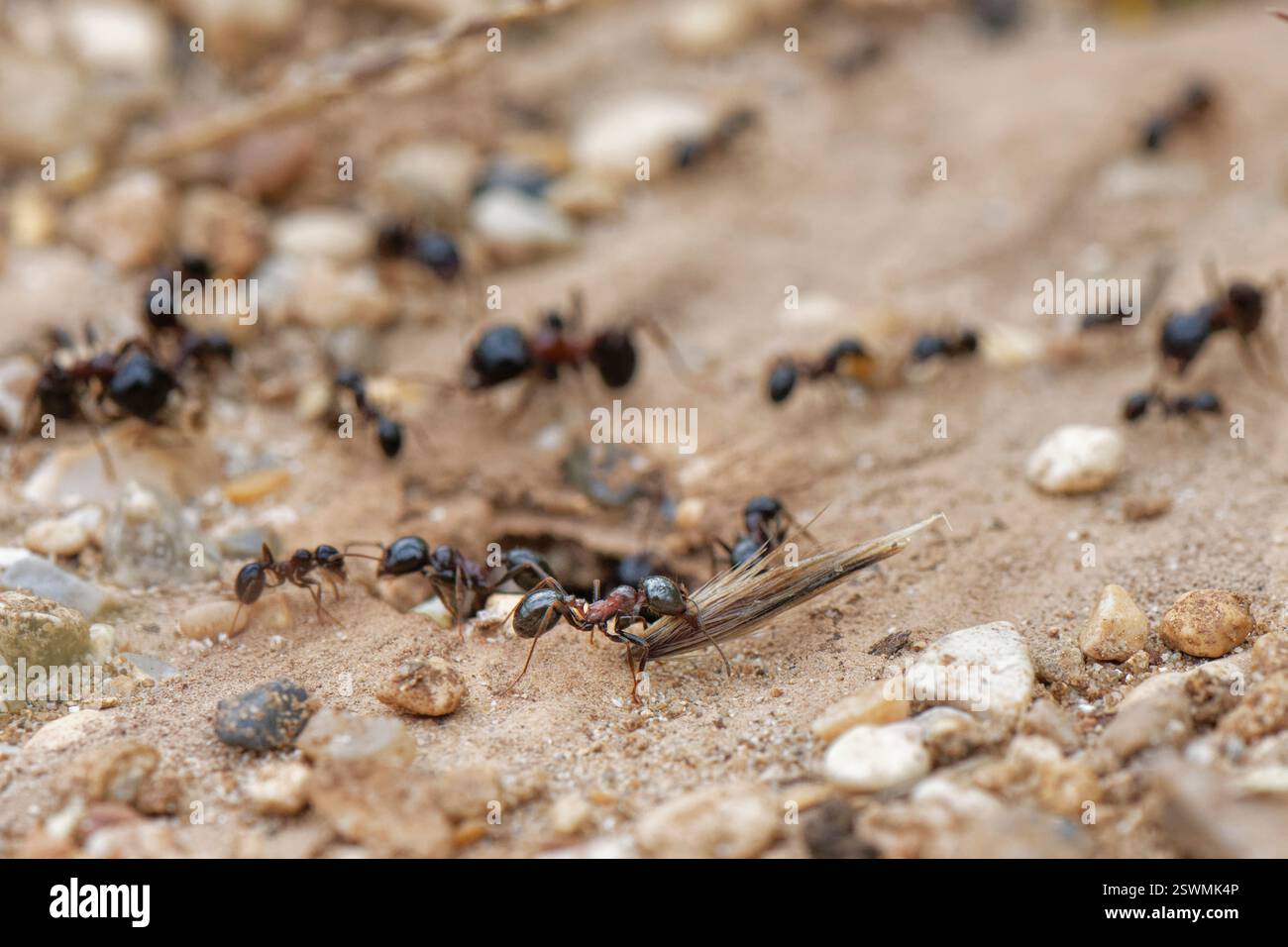 Wasmann’s Harvester ant (Messor wasmanii) worker carrying a grass seed ...