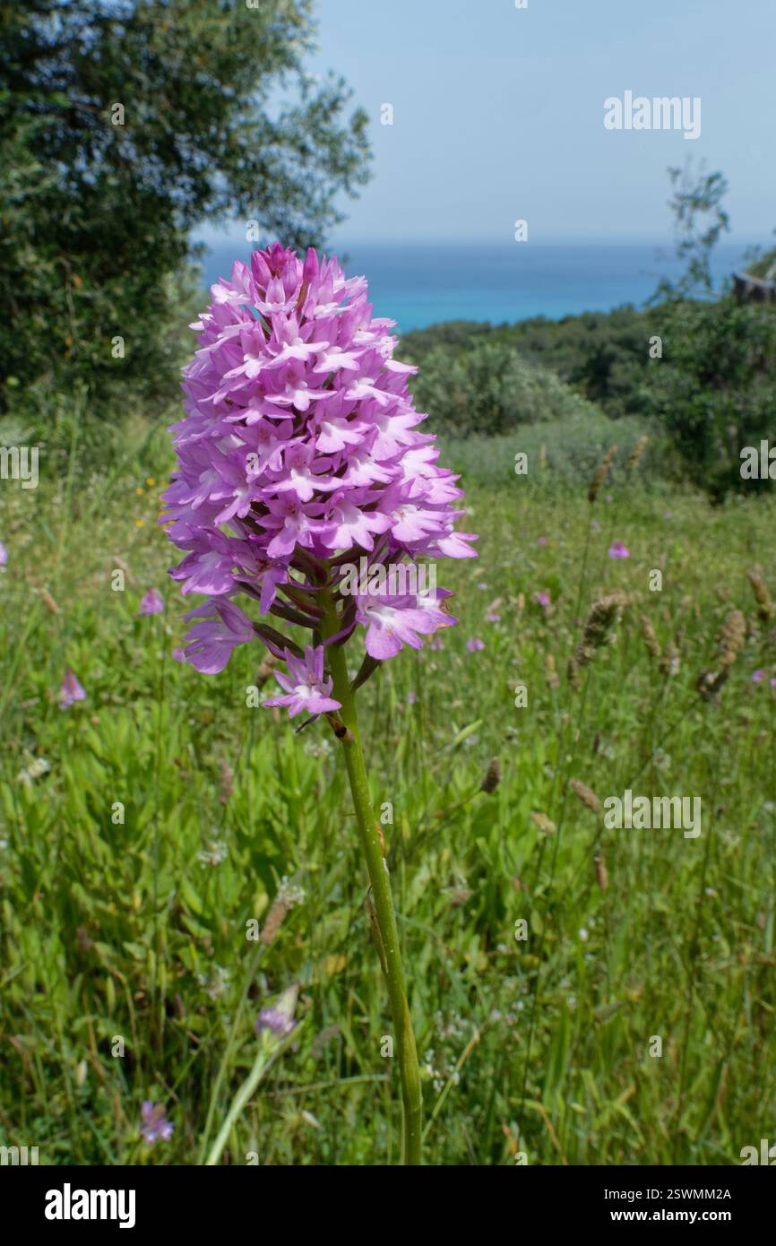 Pyramidal orchid (Anacamptis pyramidalis) flowering on grassland among ...