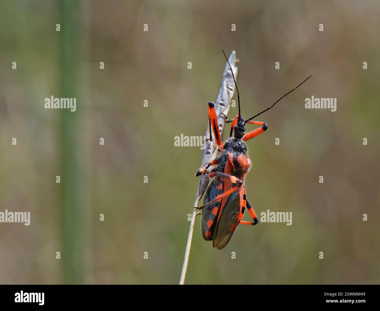 Red assassin bug (Rhinocoris iracundus) hunting for invertebrate prey ...