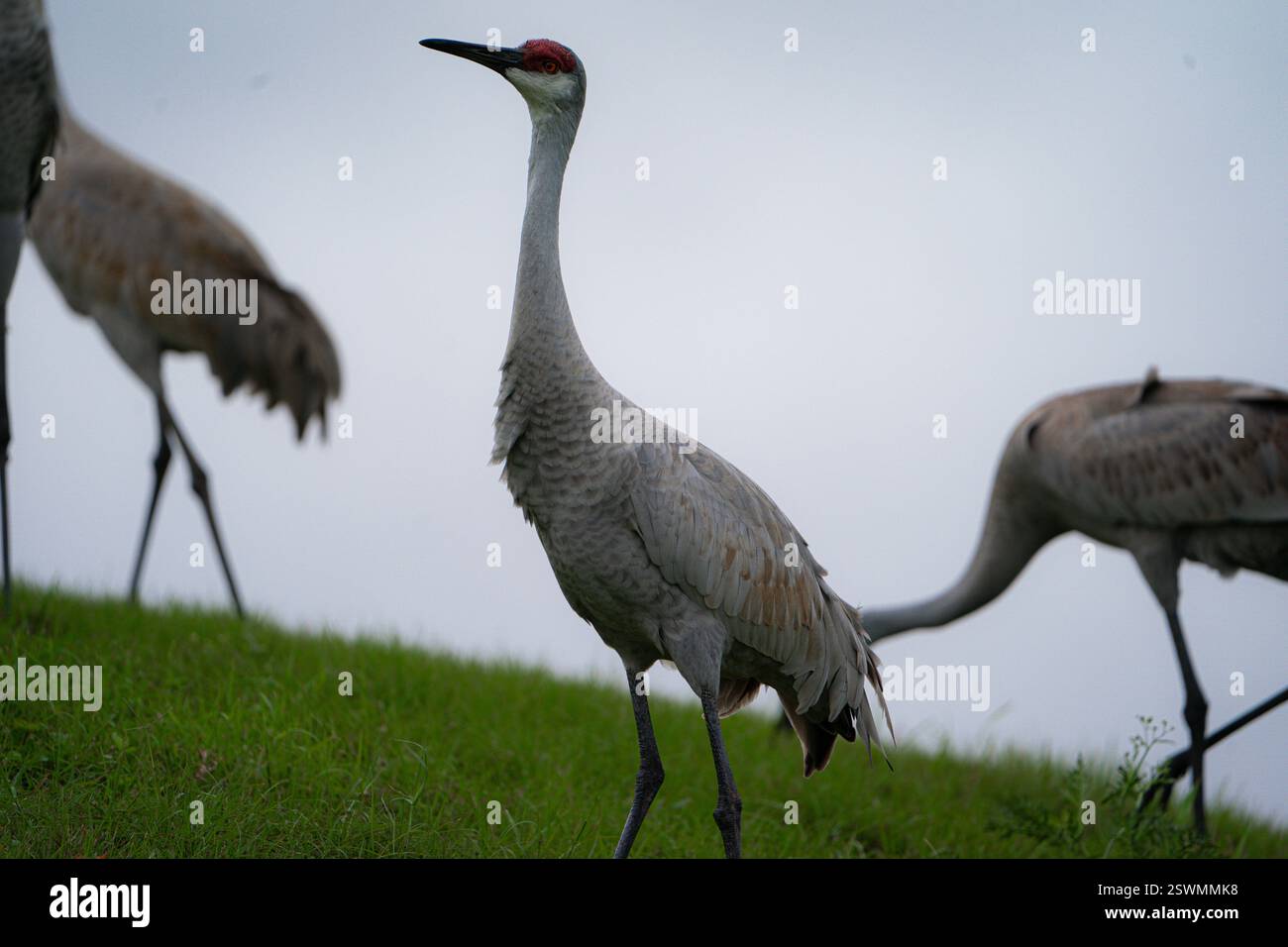 Sandhill Crane standing in a grassy area Stock Photo - Alamy