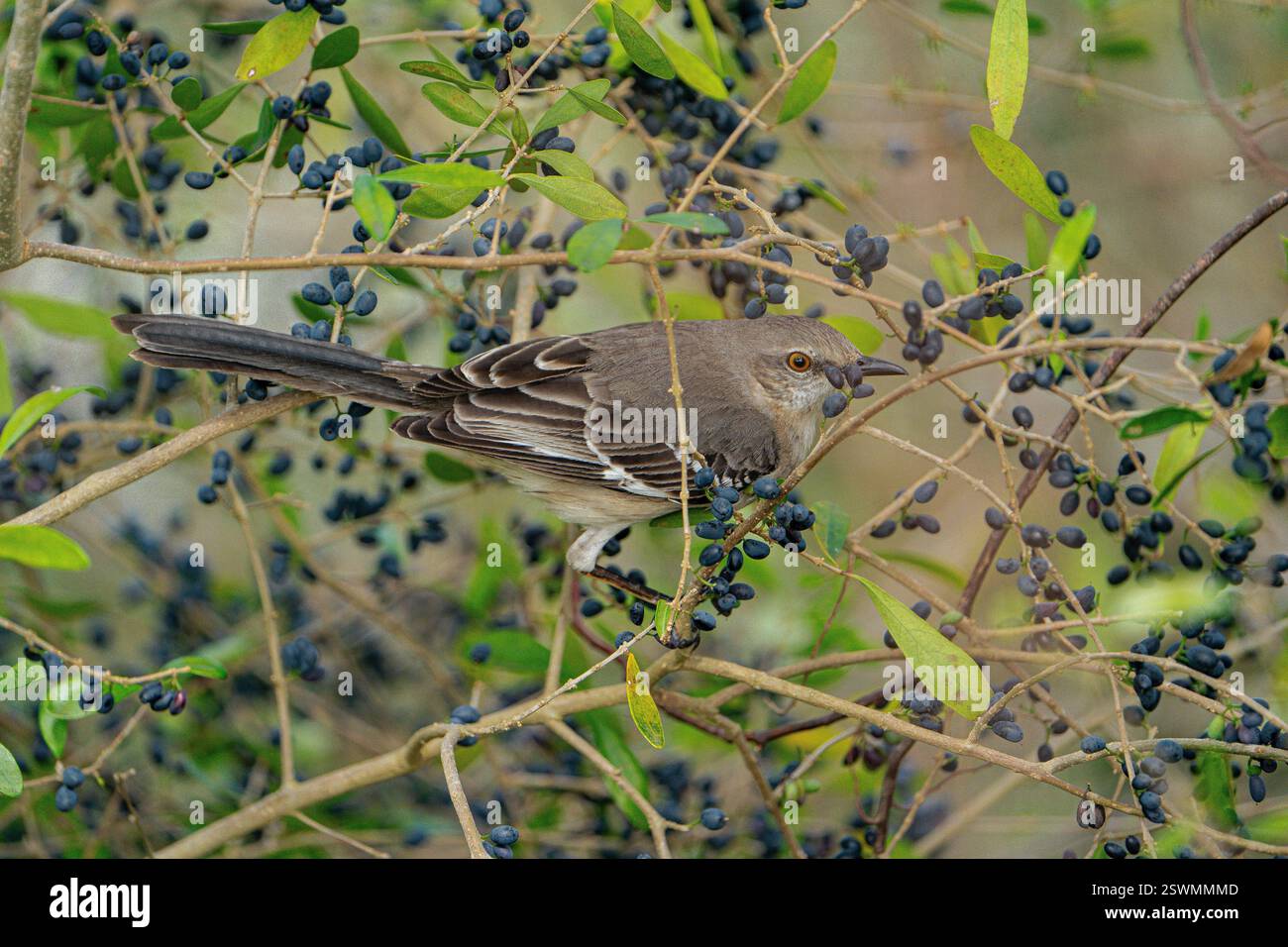 Mockingbird on berry branch hi-res stock photography and images - Alamy