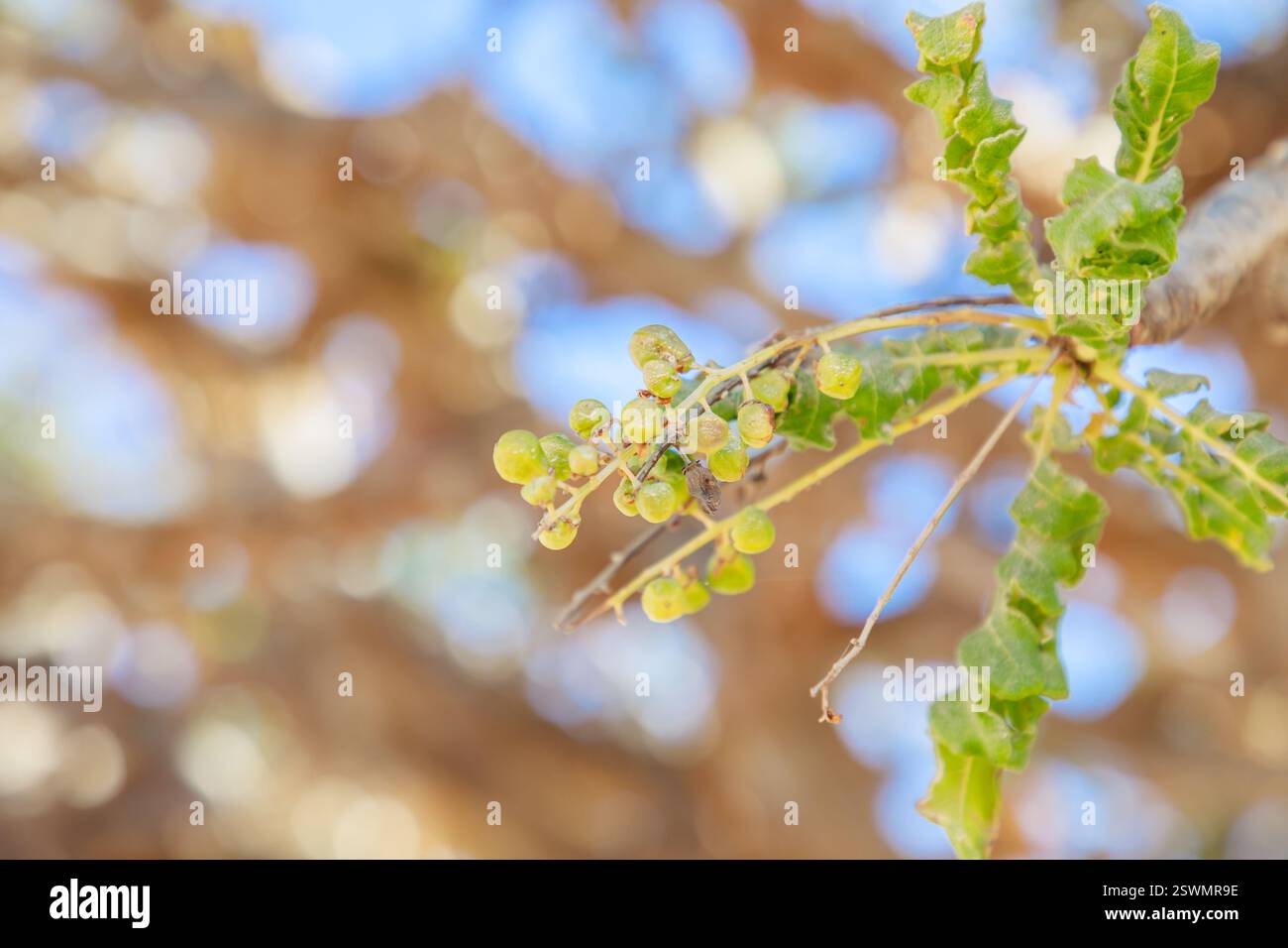 Aerial rub al khali hi-res stock photography and images - Alamy