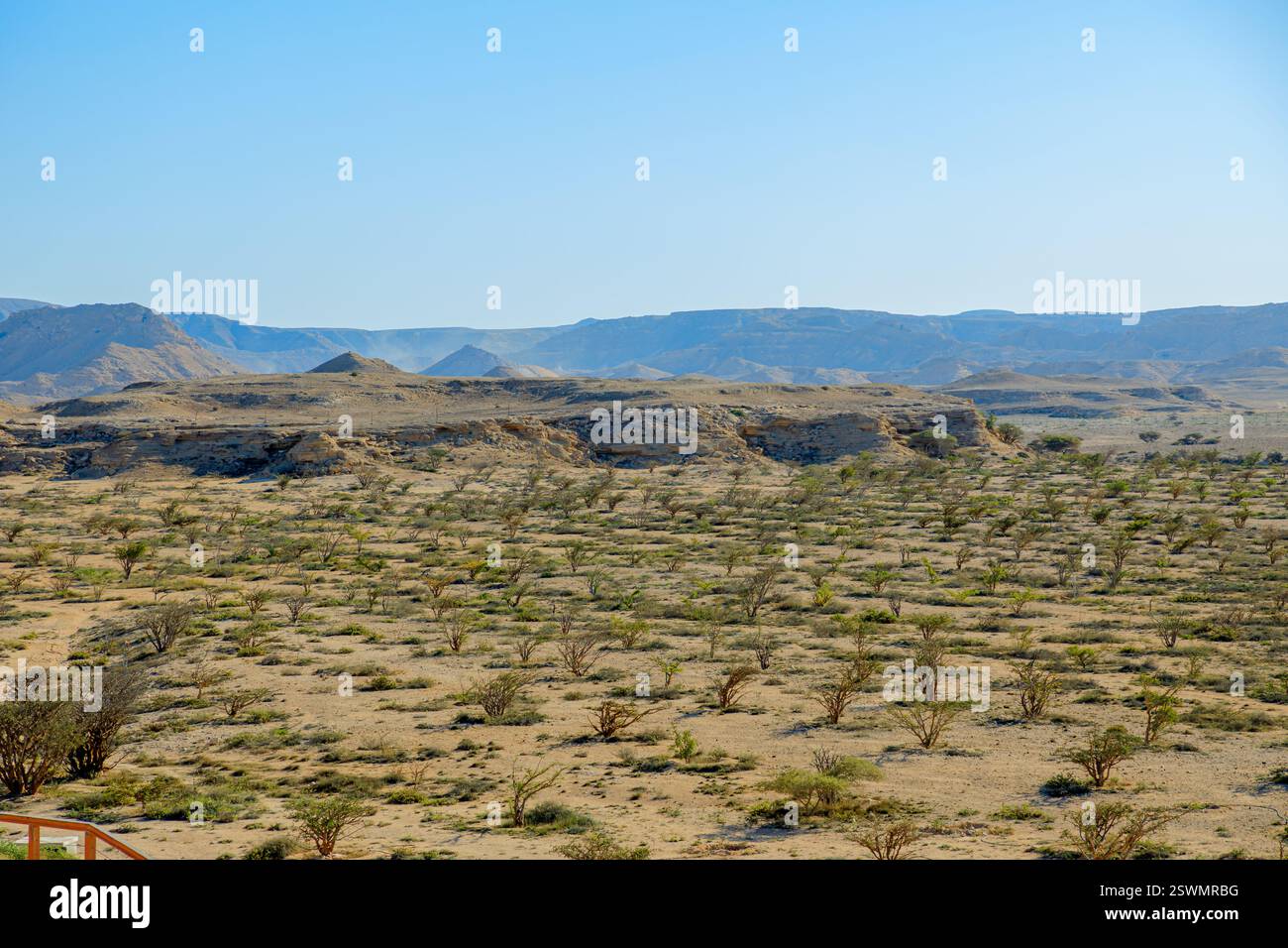 top view of Wadi Dawkah Park in Oman and Frankincense Trees, UNESCO ...