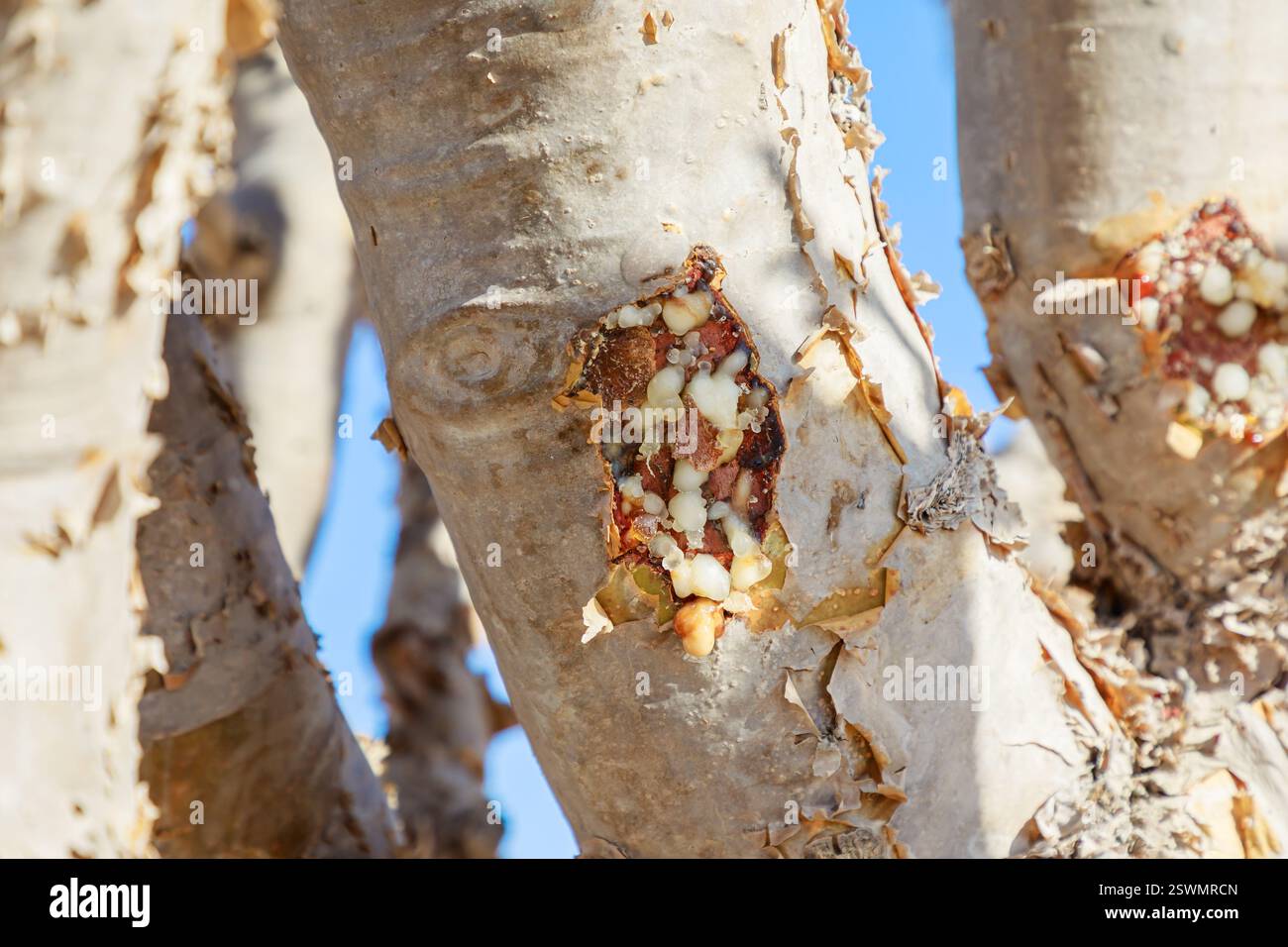 Close-up of aromatic resin of the Frankincense Tree, a centuries-old ...
