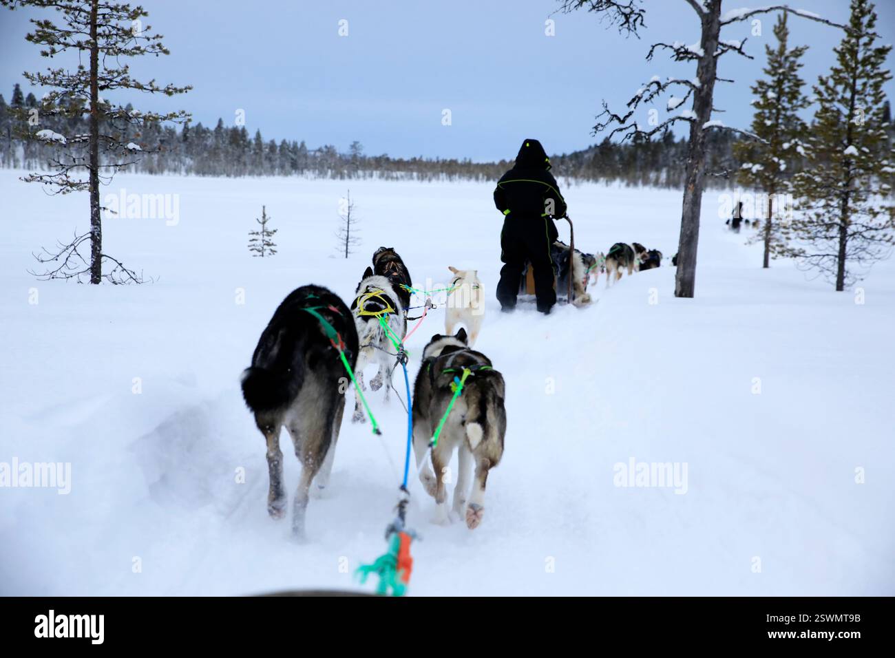 Alaskan Huskies pulling a sledge with tourists, Finland Stock Photo - Alamy
