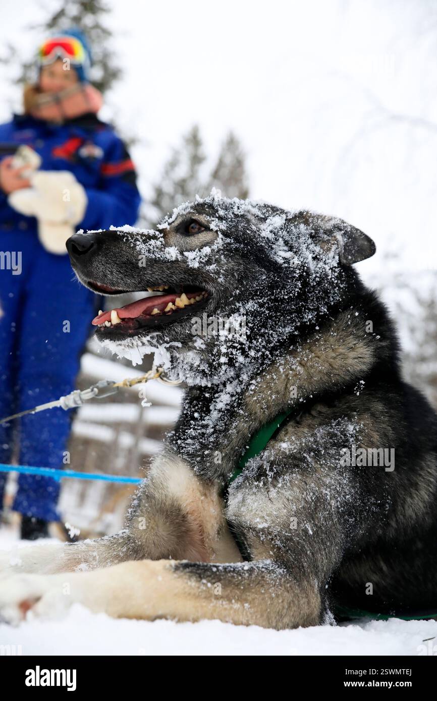 An Alaskan Husky resting after a sledging activity with tourists Stock ...