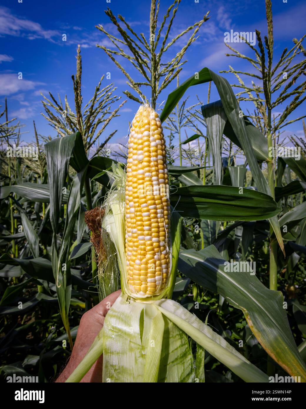 A hand holds a ripe ear of corn with bright yellow kernels in a vast ...