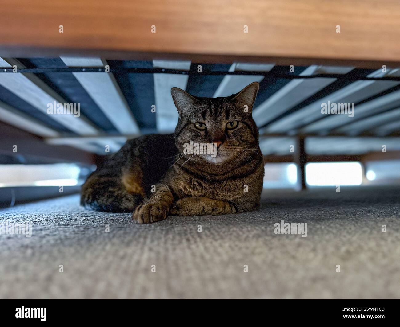 Gray tabby cat laying underneath a bed, gray striped kitty taking a nap ...