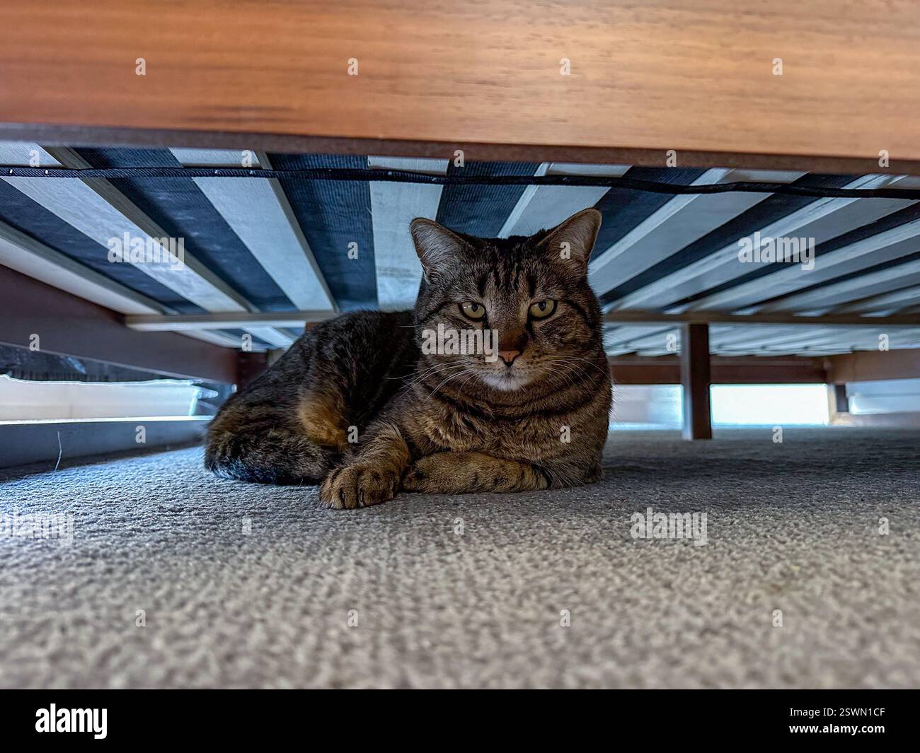 Gray tabby cat laying underneath a bed, gray striped kitty taking a nap ...