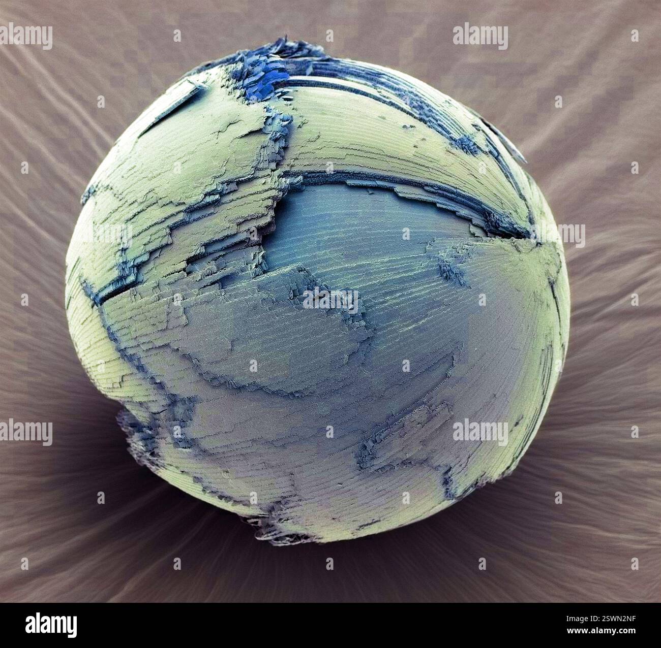 Eye lens. Coloured scanning electron micrograph (SEM) of a whole lens ...
