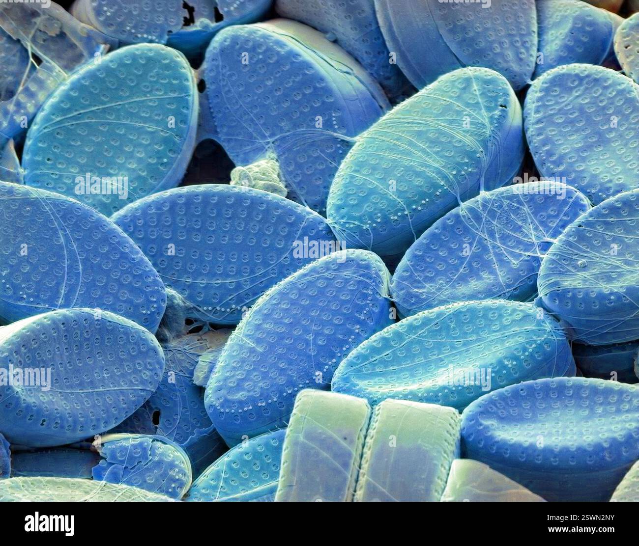 Silica and diatoms microscope hi-res stock photography and images - Alamy