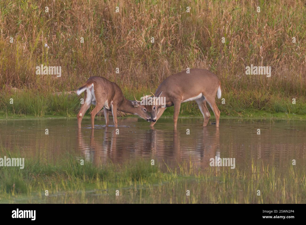 White-tailed bucks sparring in a northern Wisconsin wetland Stock Photo ...