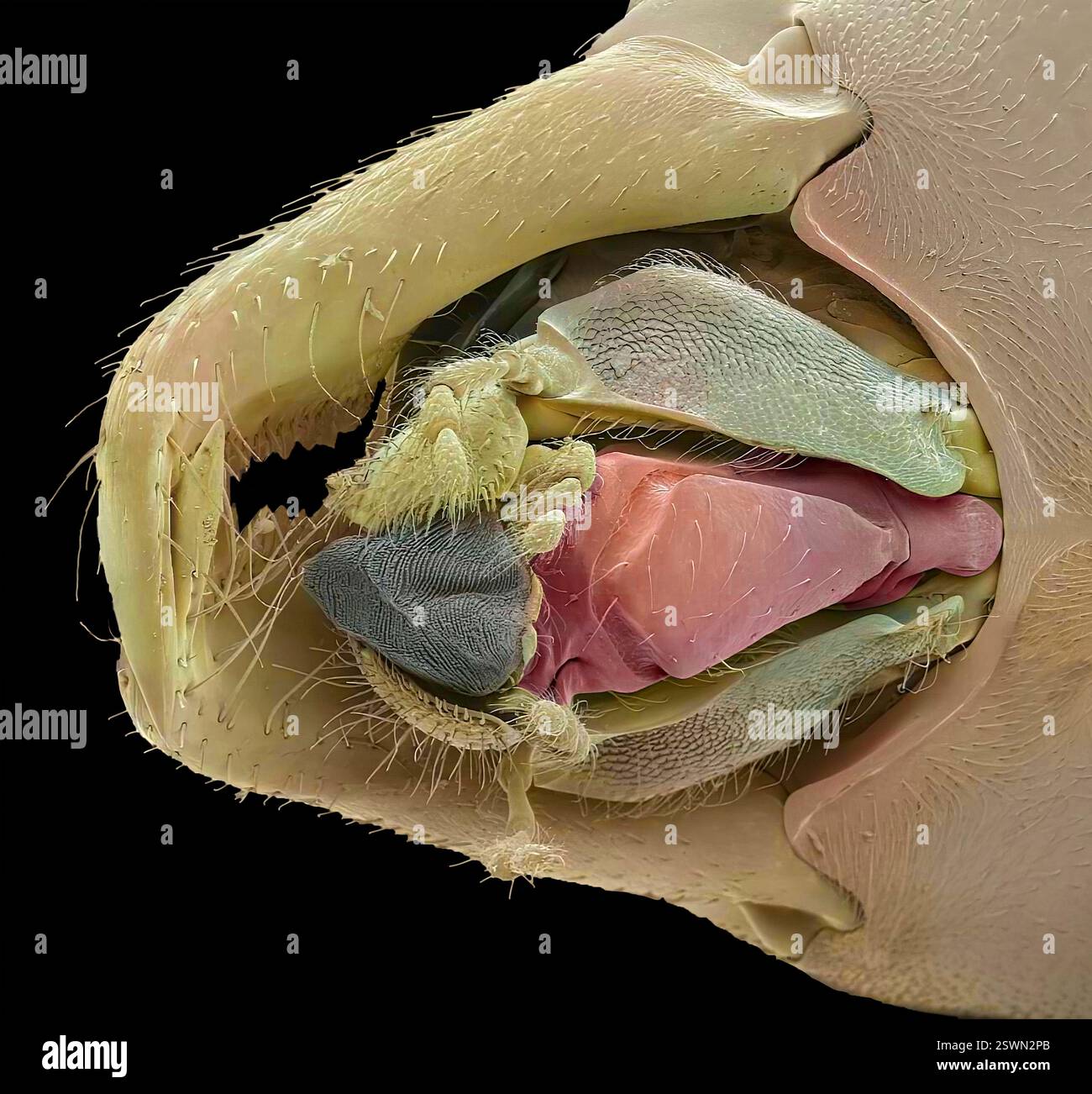 Ant mouth parts.Coloured scanning electron micrograph (SEM) of the ...
