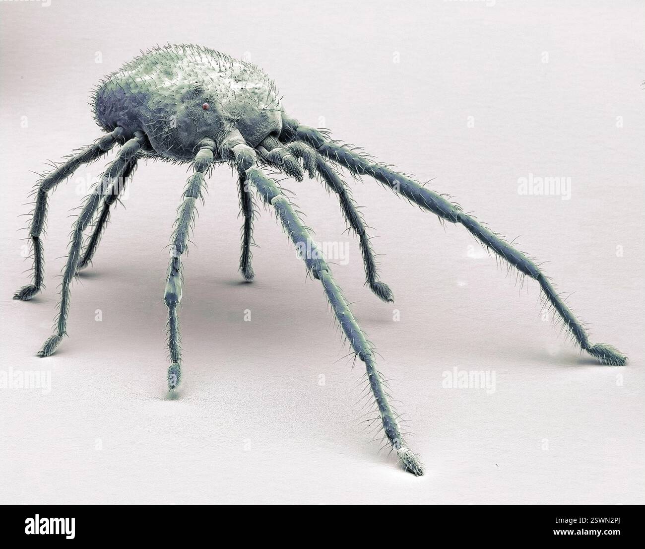 Predatory mite hi-res stock photography and images - Alamy