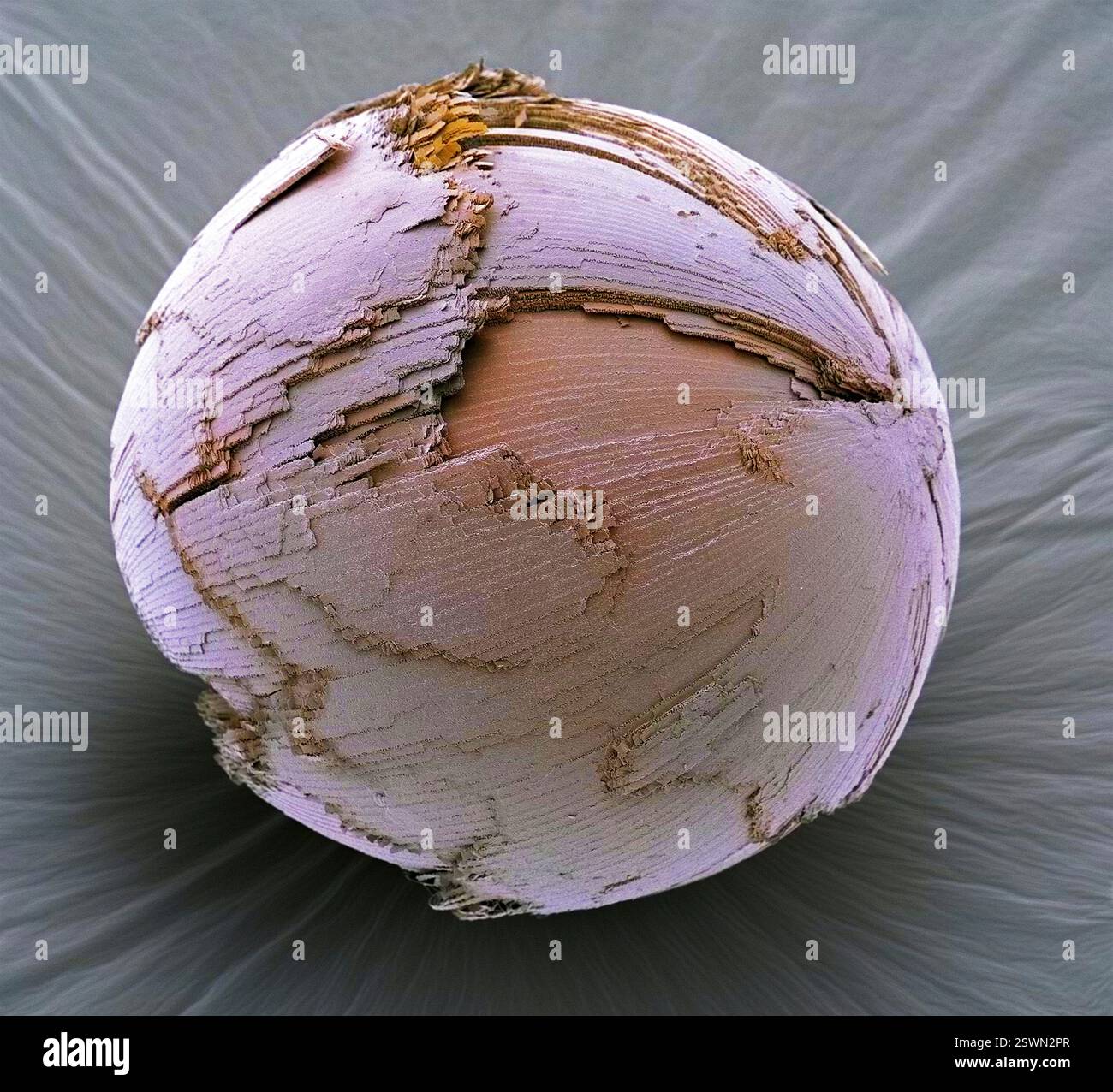 Eye lens. Coloured scanning electron micrograph (SEM) of a whole lens ...