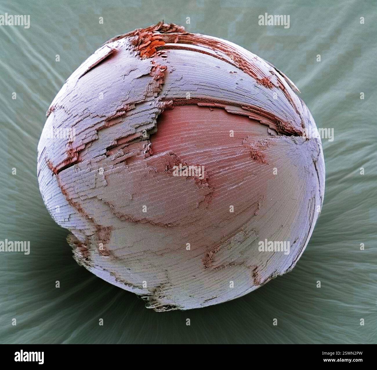 Eye lens. Coloured scanning electron micrograph (SEM) of a whole lens ...