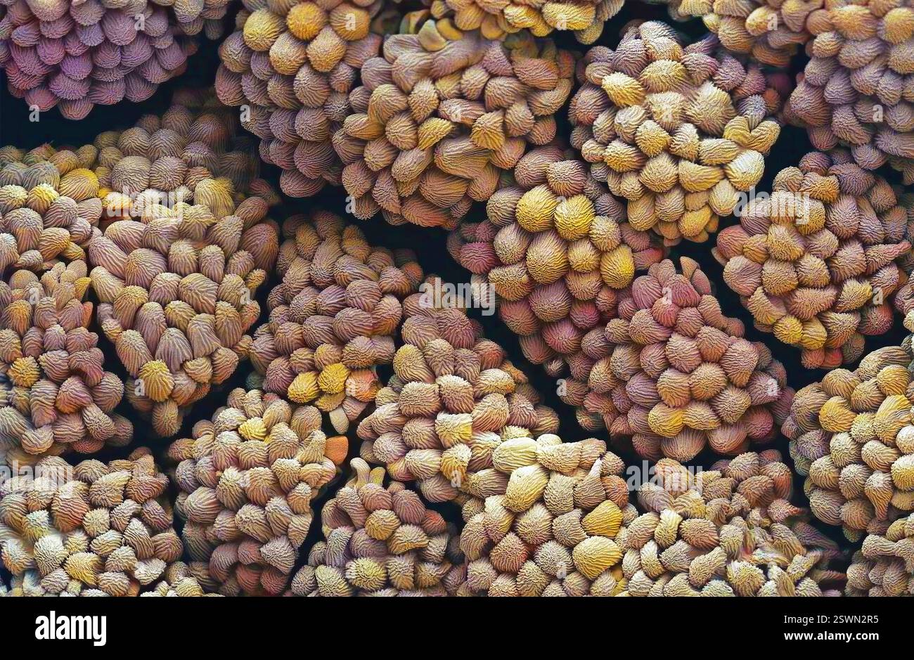 Daisy flower. Coloured scanning electron micrograph (SEM) of the ...