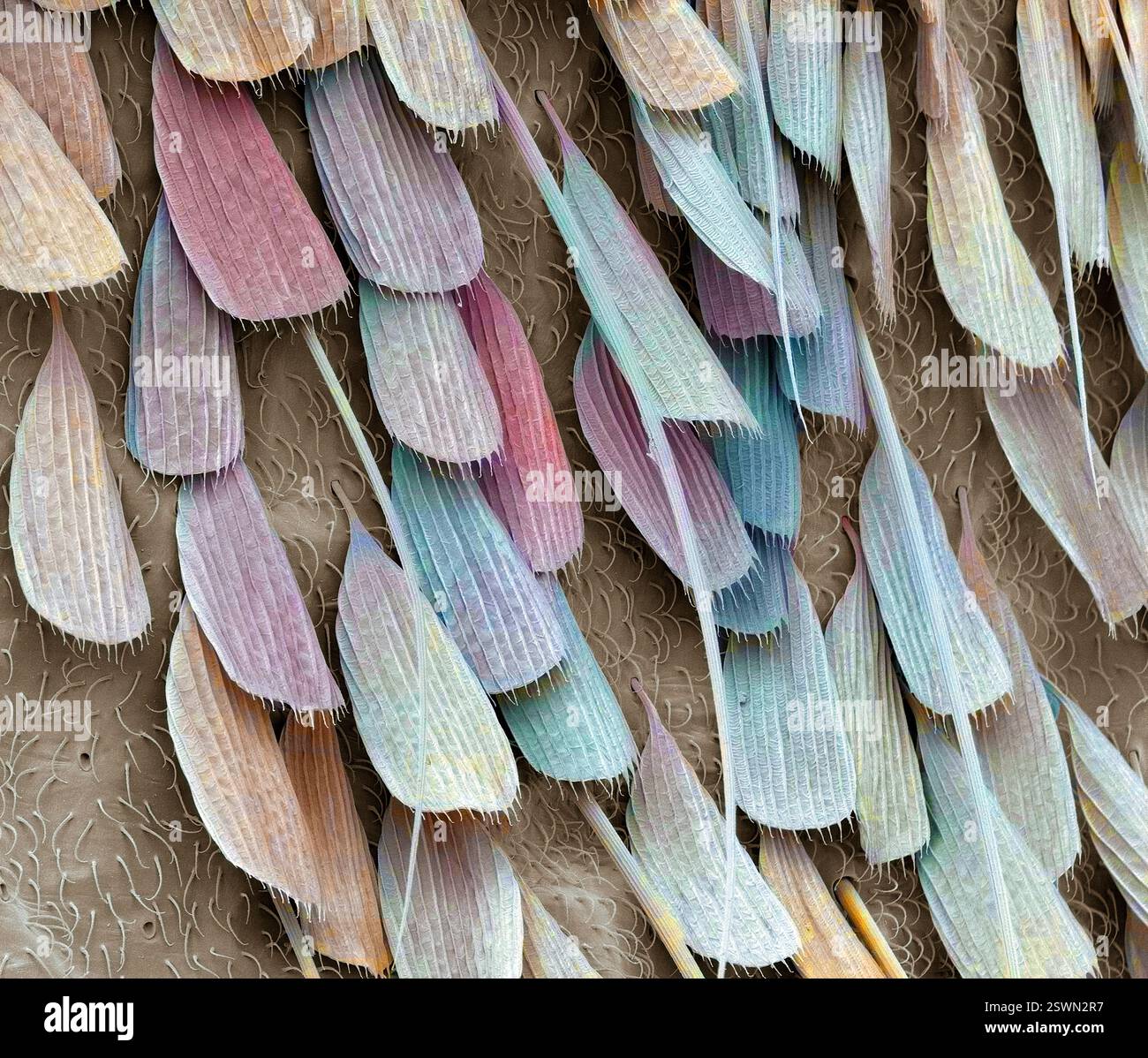 Mosquito leg scales. Coloured scanning electron micrograph (SEM) of the ...