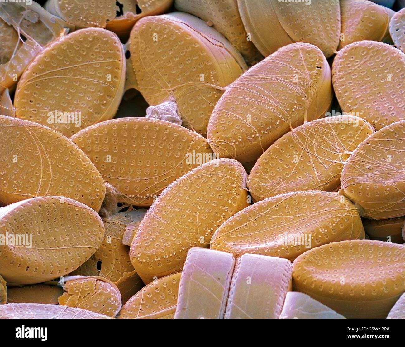 Silica and diatoms microscope hi-res stock photography and images - Alamy
