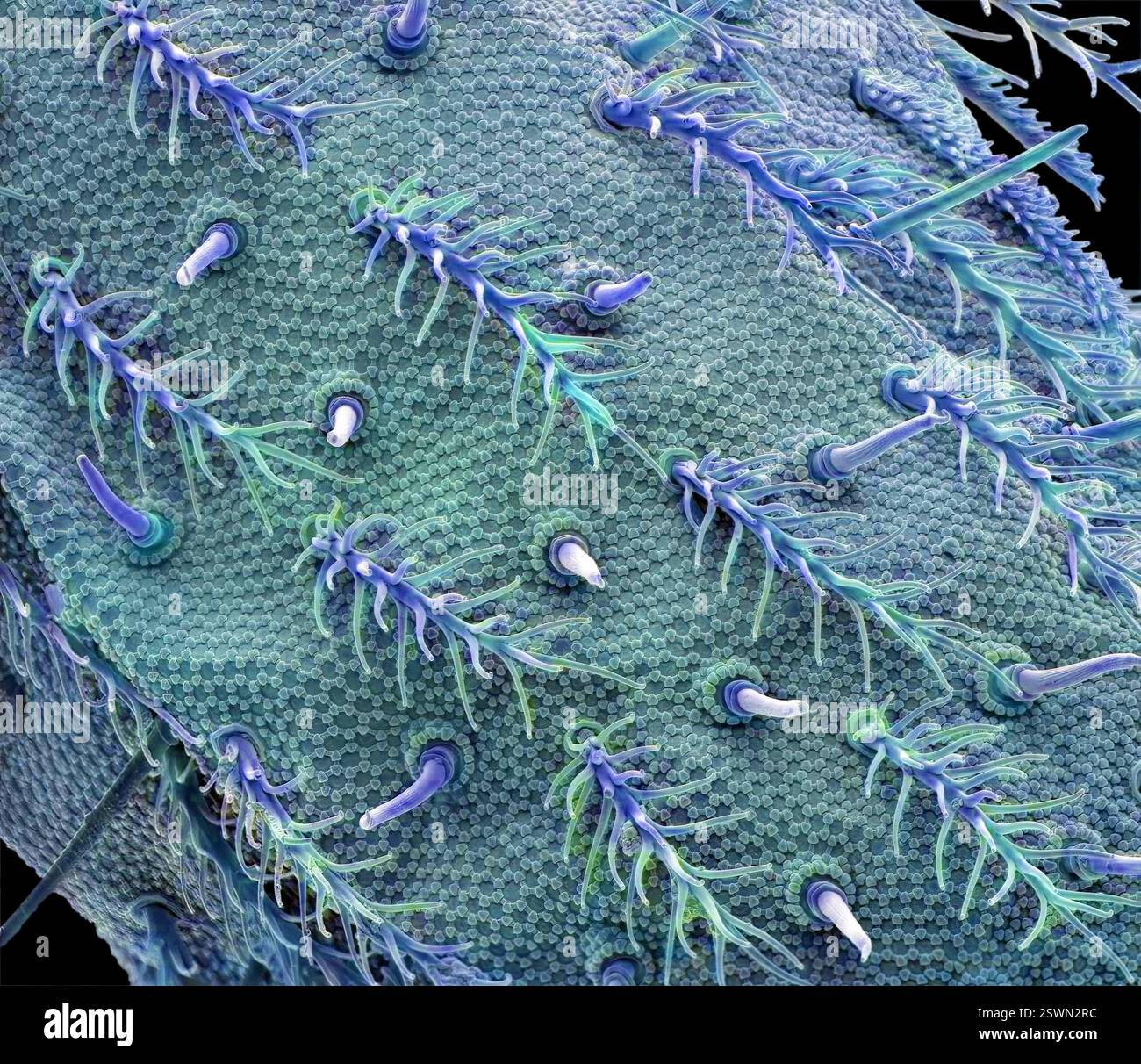 Springtail fossil hi-res stock photography and images - Alamy