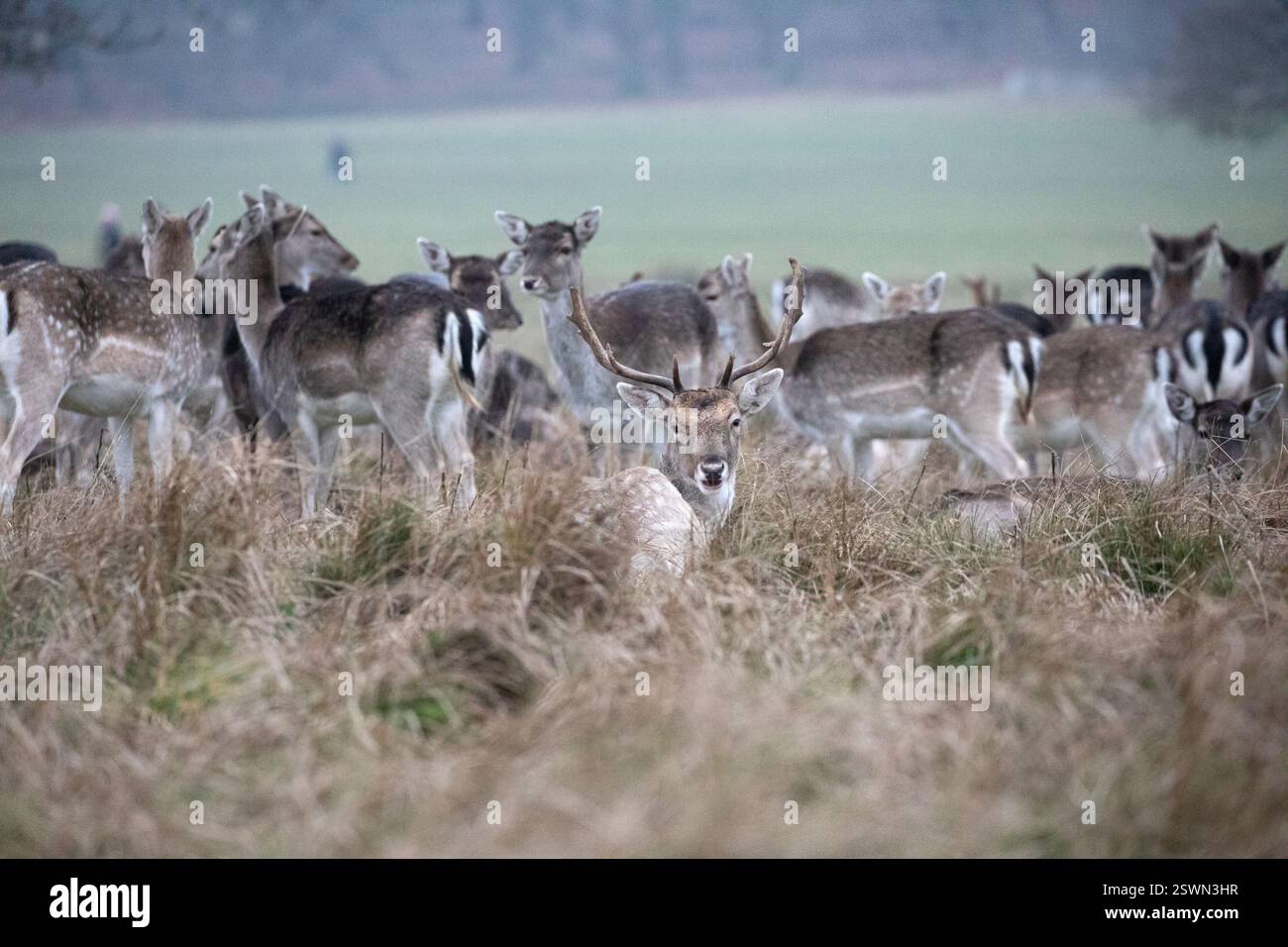 A herd of fallow deer photographed in their natural habitat at Richmond ...