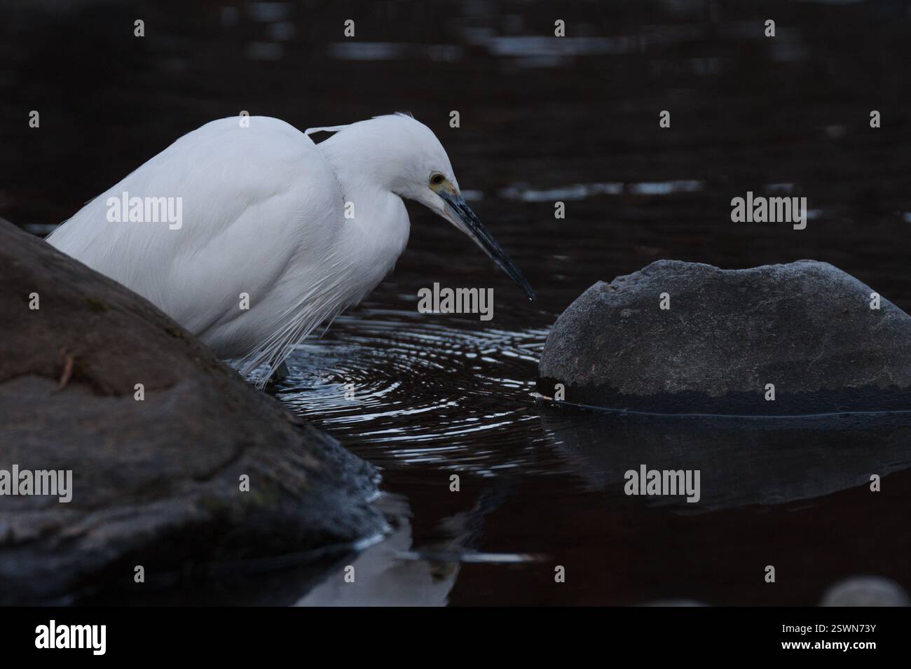 A little egret (Egretta Garzetta) in a park in Kanagawa, Japan Stock ...