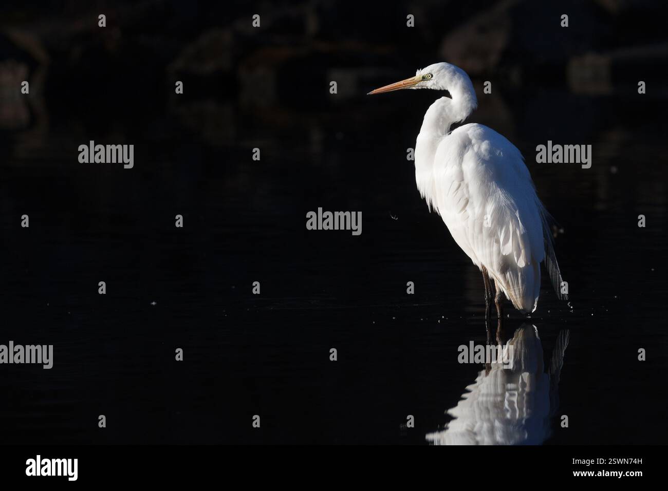 A great egret (Ardea alba) in a lake in a park in Kanagawa, Japan Stock ...